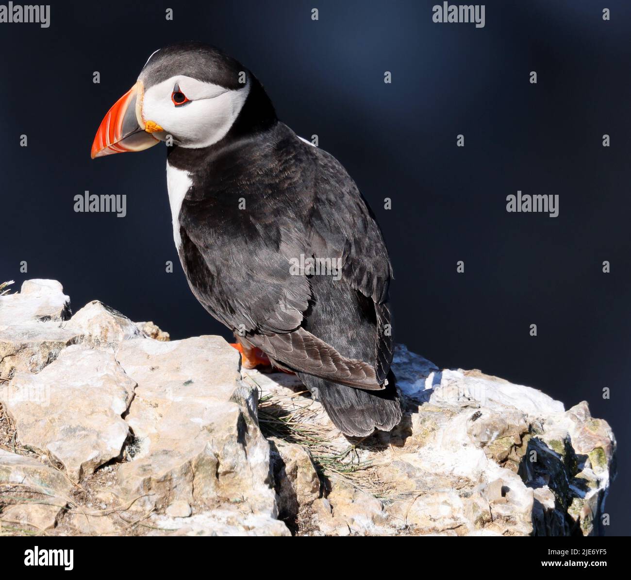 The beautiful colourful Puffin at RSPB Bempton Cliffs Yorkshire UK ...