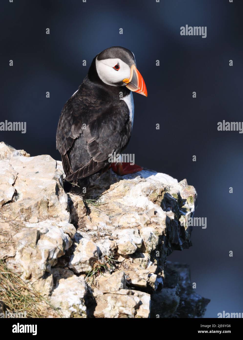 The beautiful colourful Puffin at RSPB Bempton Cliffs Yorkshire UK ...