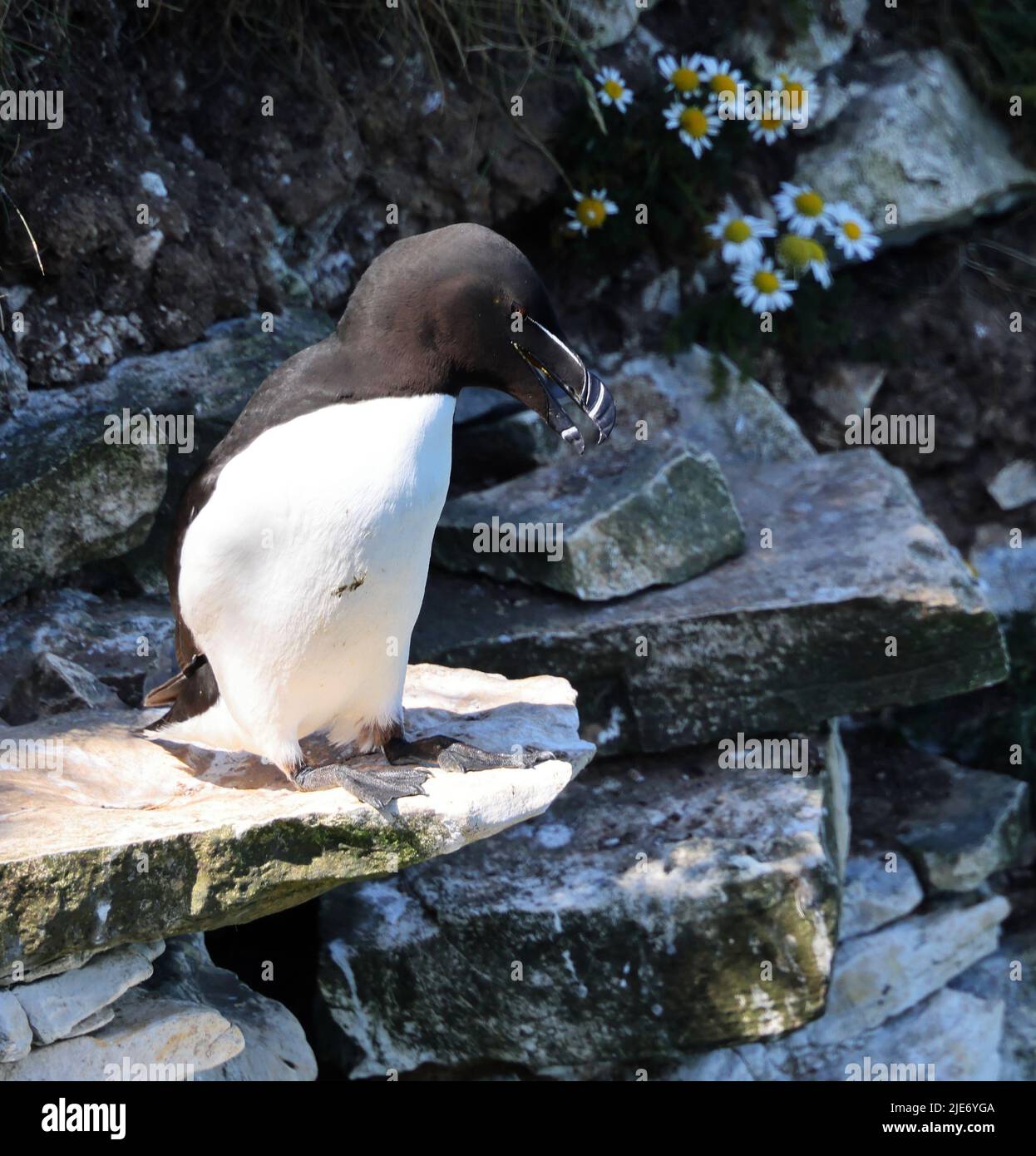 Razorbill at RSPB Bempton Cliffs Stock Photo - Alamy