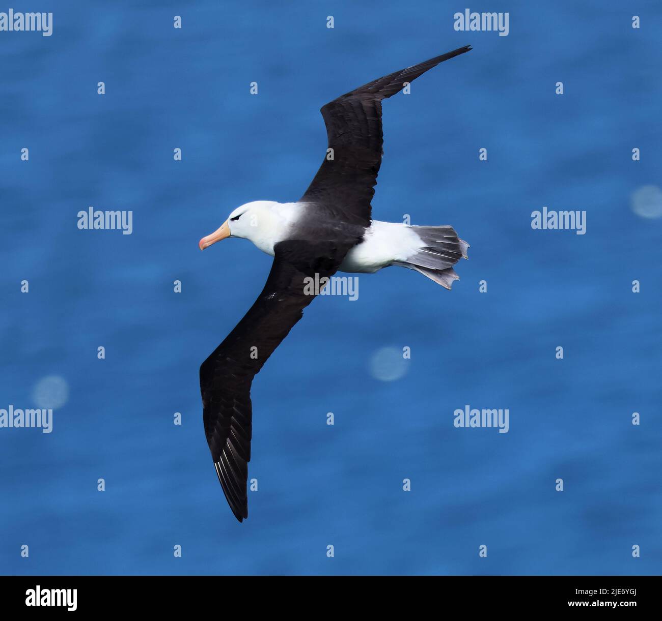 The Iconic Black Browed Albatross at Bempton Cliffs Yorkshire UK Stock ...