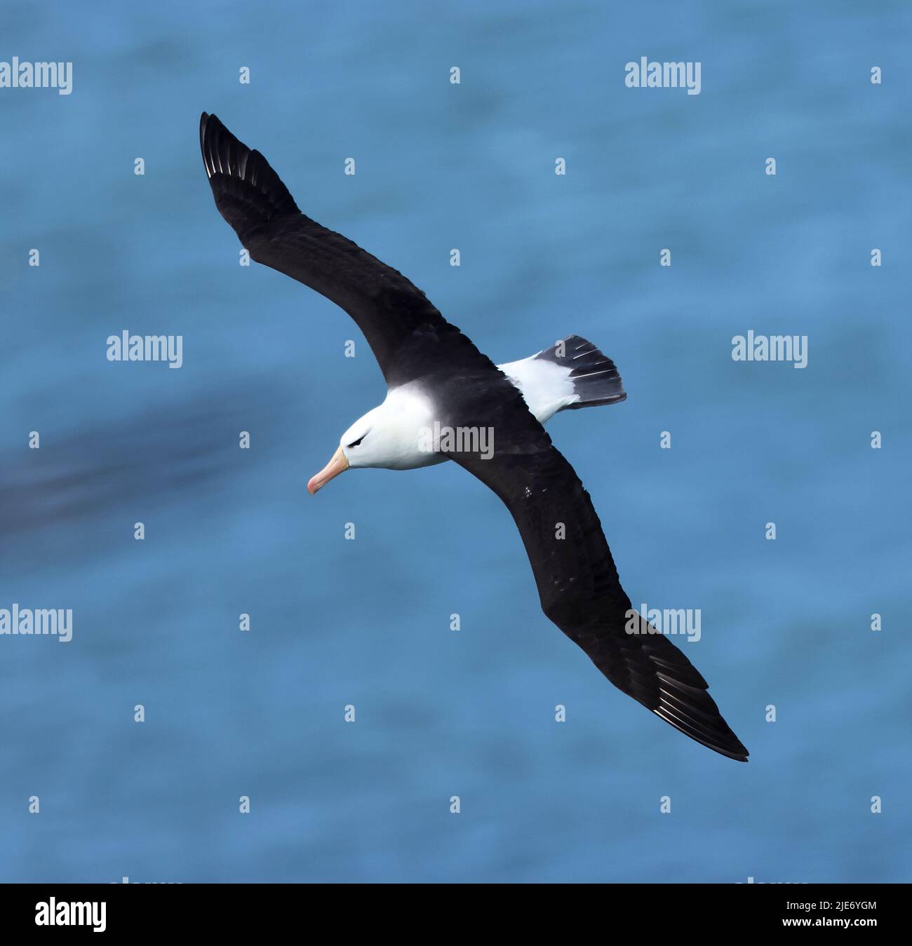 The Iconic Black Browed Albatross at Bempton Cliffs Yorkshire UK Stock ...