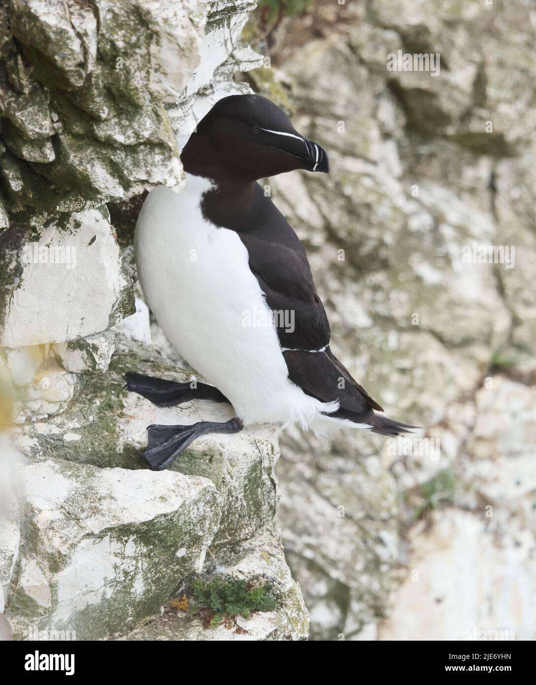 Razorbill at RSPB Bempton Cliffs Stock Photo - Alamy