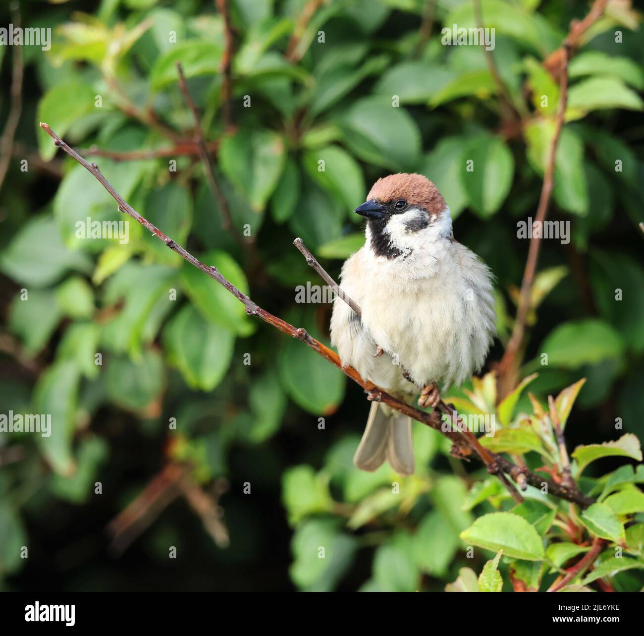 Tree Sparrow at RSPB Bempton Cliffs in Yorkshire UK Stock Photo - Alamy