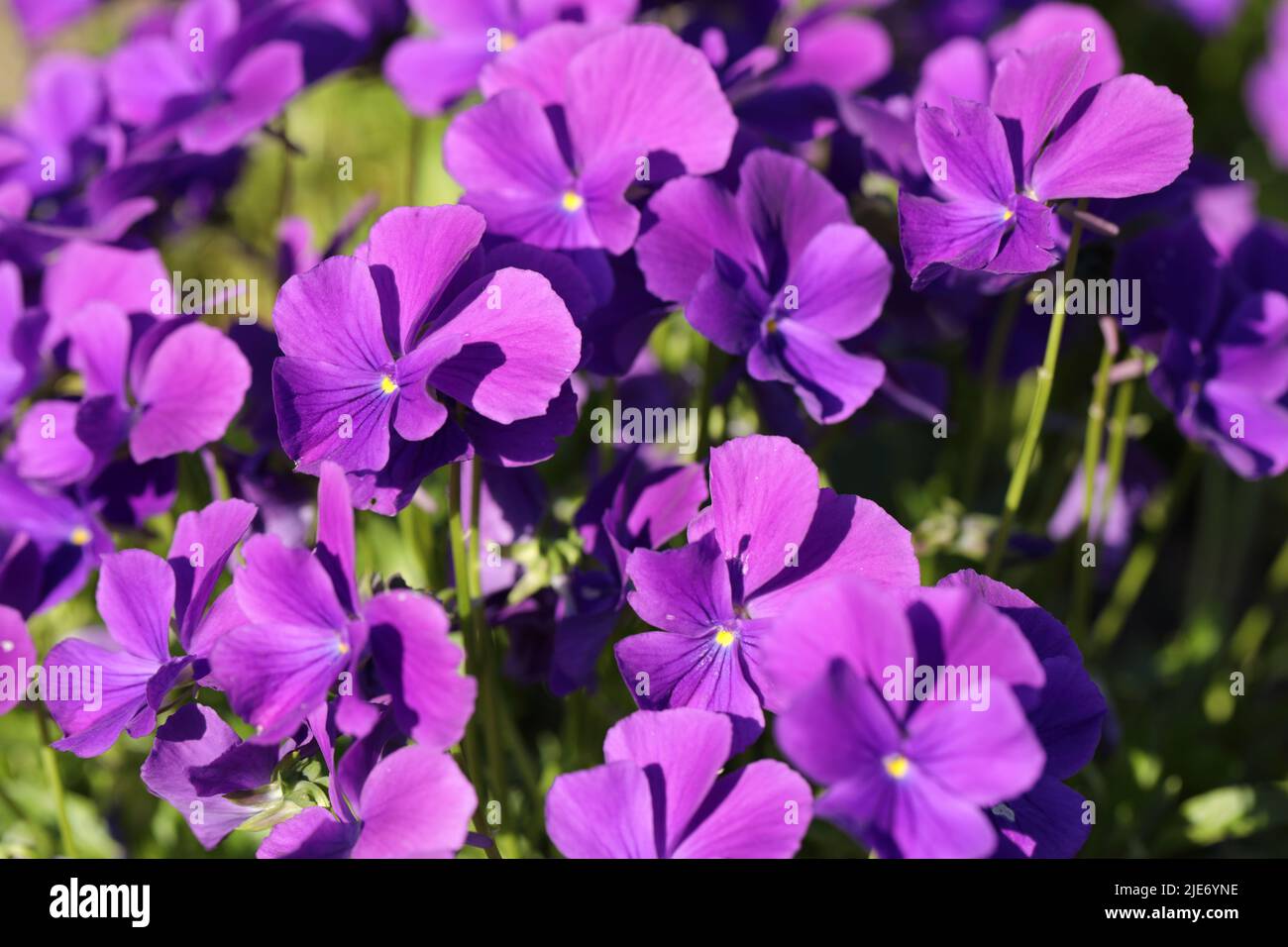Flowers of horned pansy, or horned violet, Viola cornuta, in a garden ...