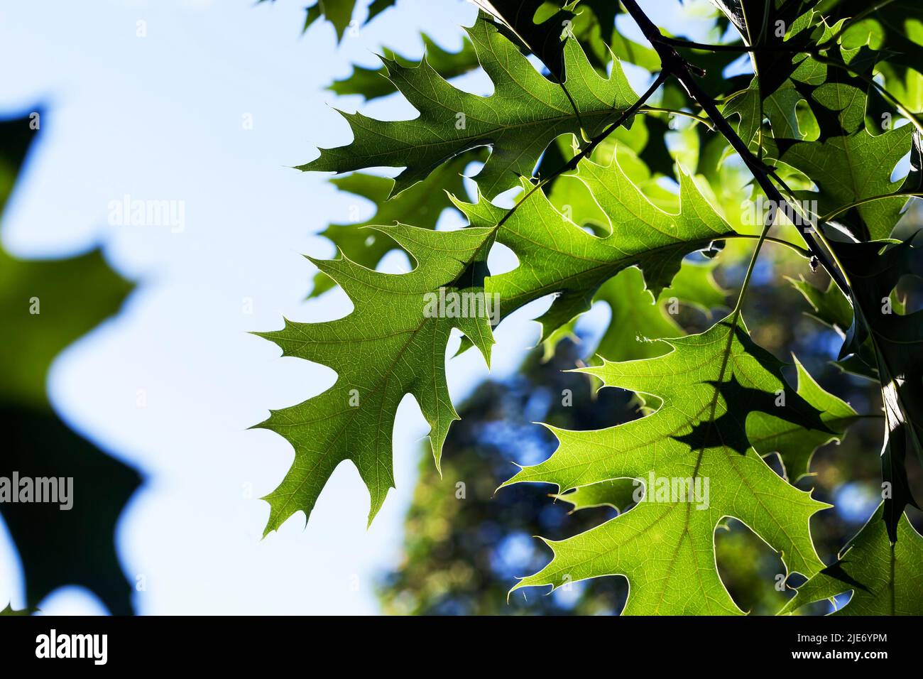oak foliage in the spring season, a few green oak leaves in sunlight ...