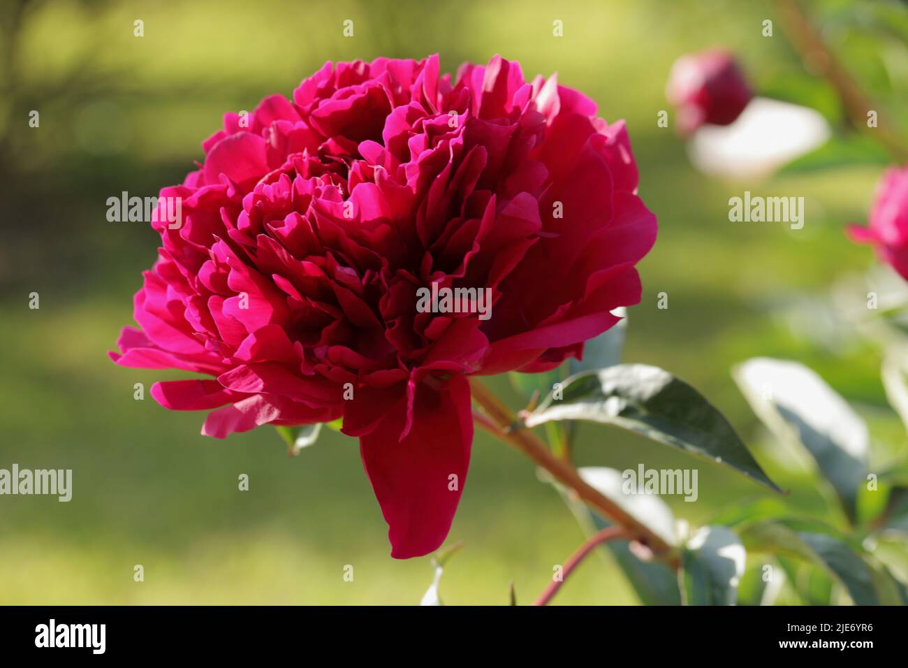 Closeup view of peony flower, the cultivar 'Stop Light', in a garden ...
