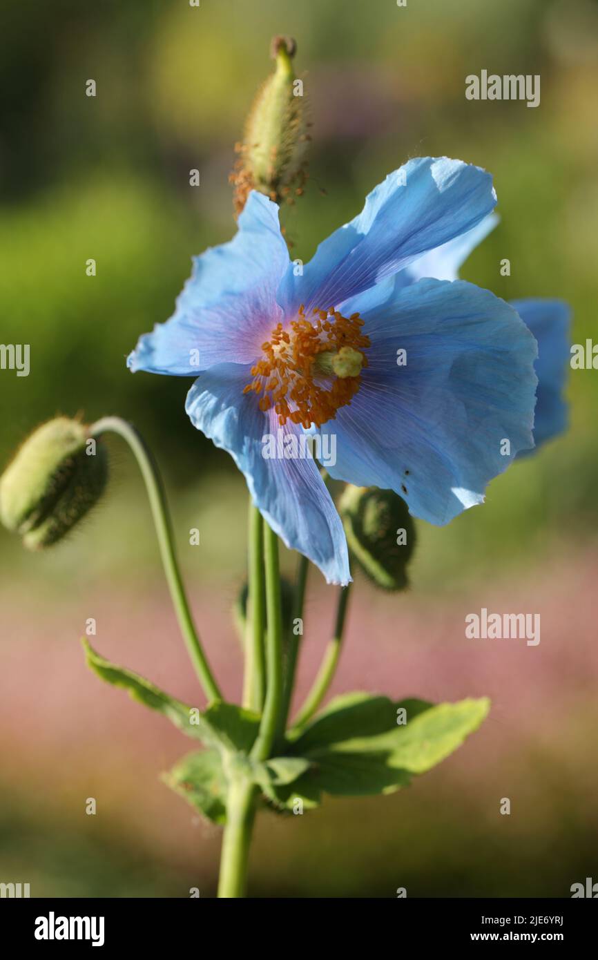 Closeup view of the Himalayan blue poppy flower, the Meconopsis ...