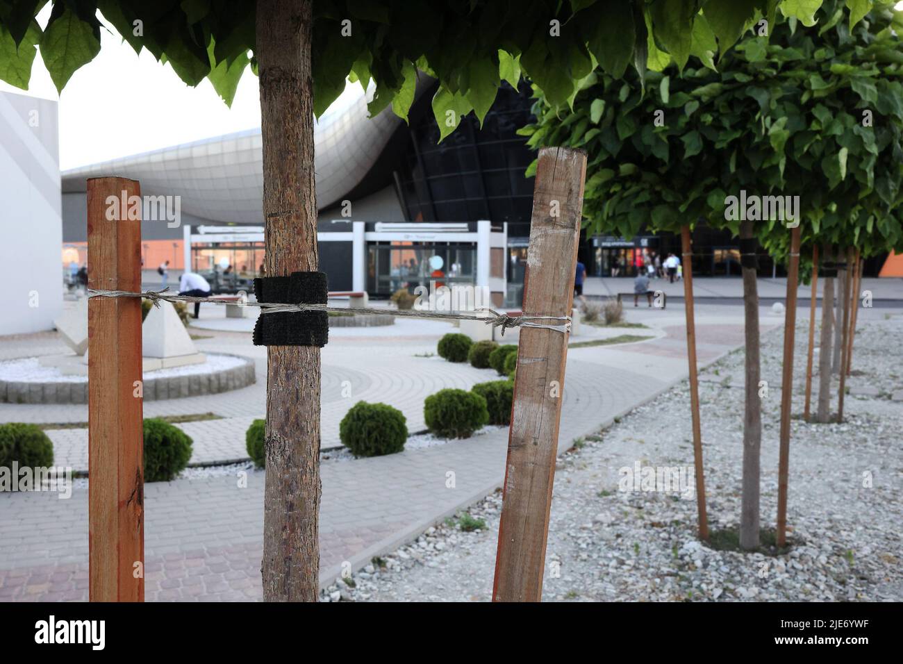 Garter of young trees. Strengthening a young tree with ropes ...