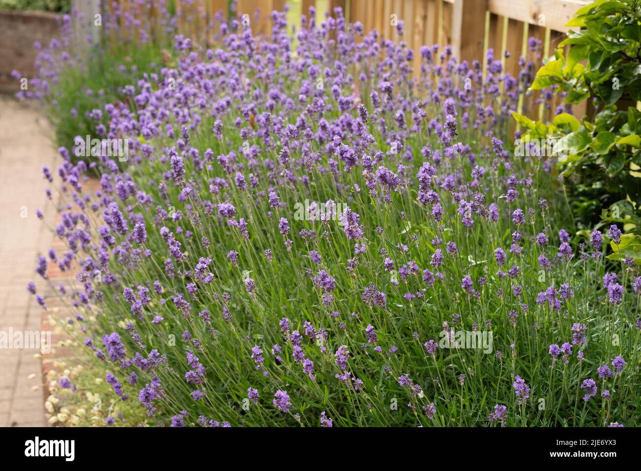 Lavender growing in a garden as a border by a picket fence Stock Photo ...