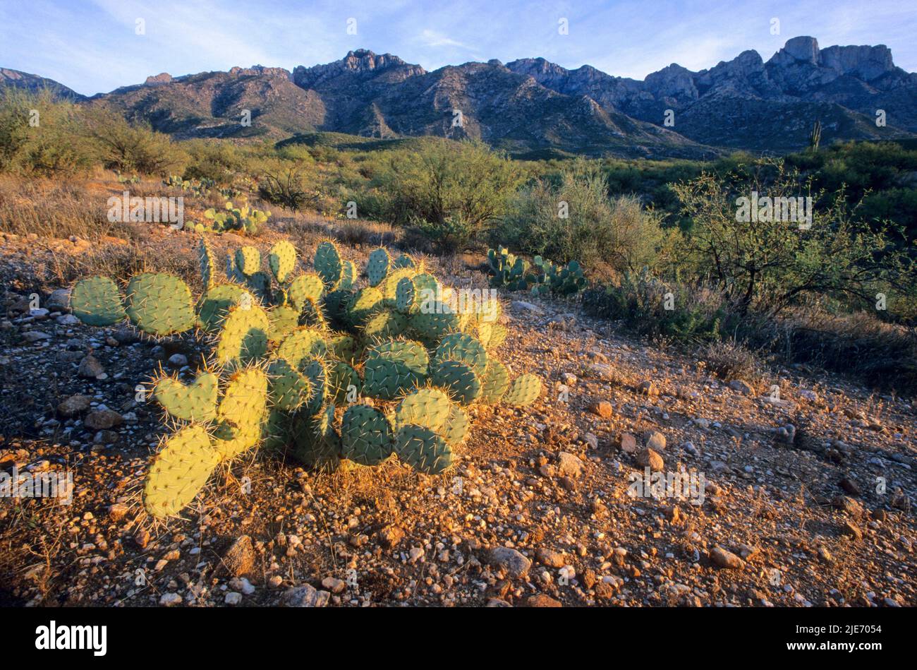 Catalina State Park in Arizona, USA Stock Photo - Alamy