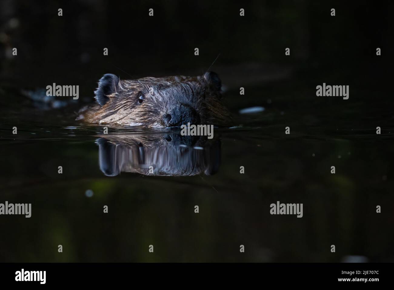 North American beaver (Castor canadensis Stock Photo - Alamy