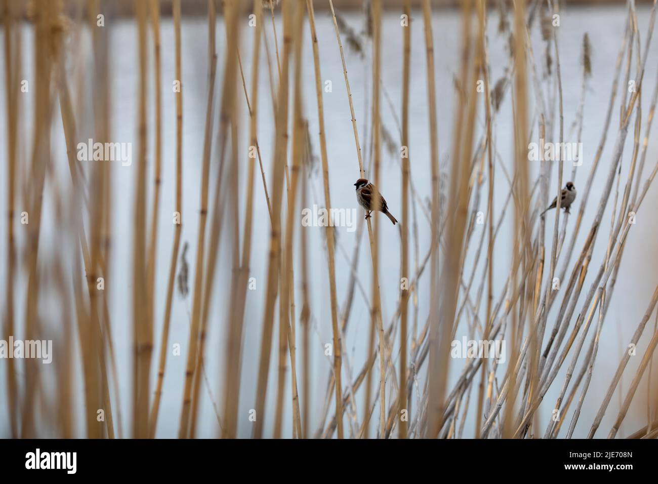 Female reed bunting on perch hi-res stock photography and images - Alamy