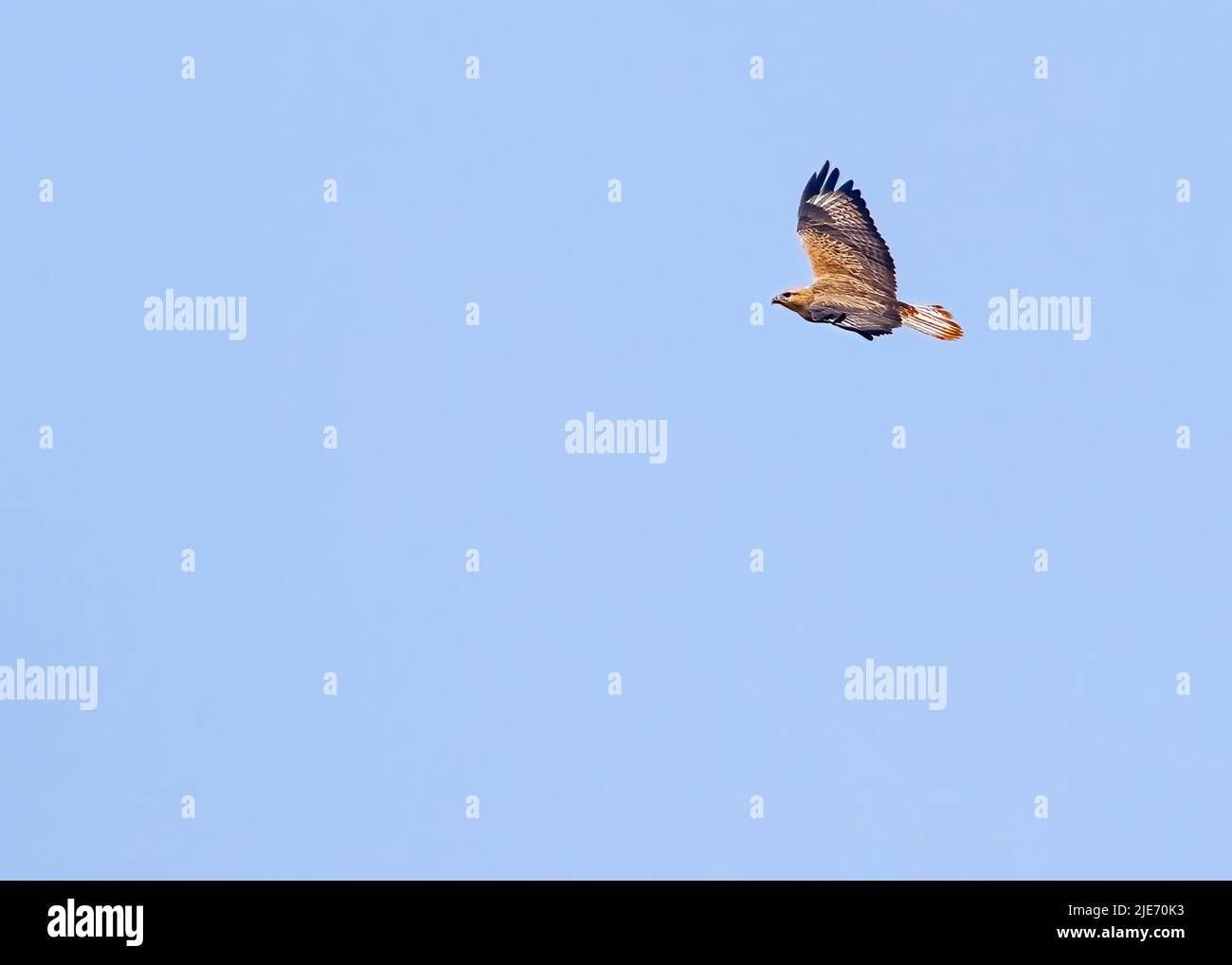 Long legged buzzard flying hi-res stock photography and images - Alamy