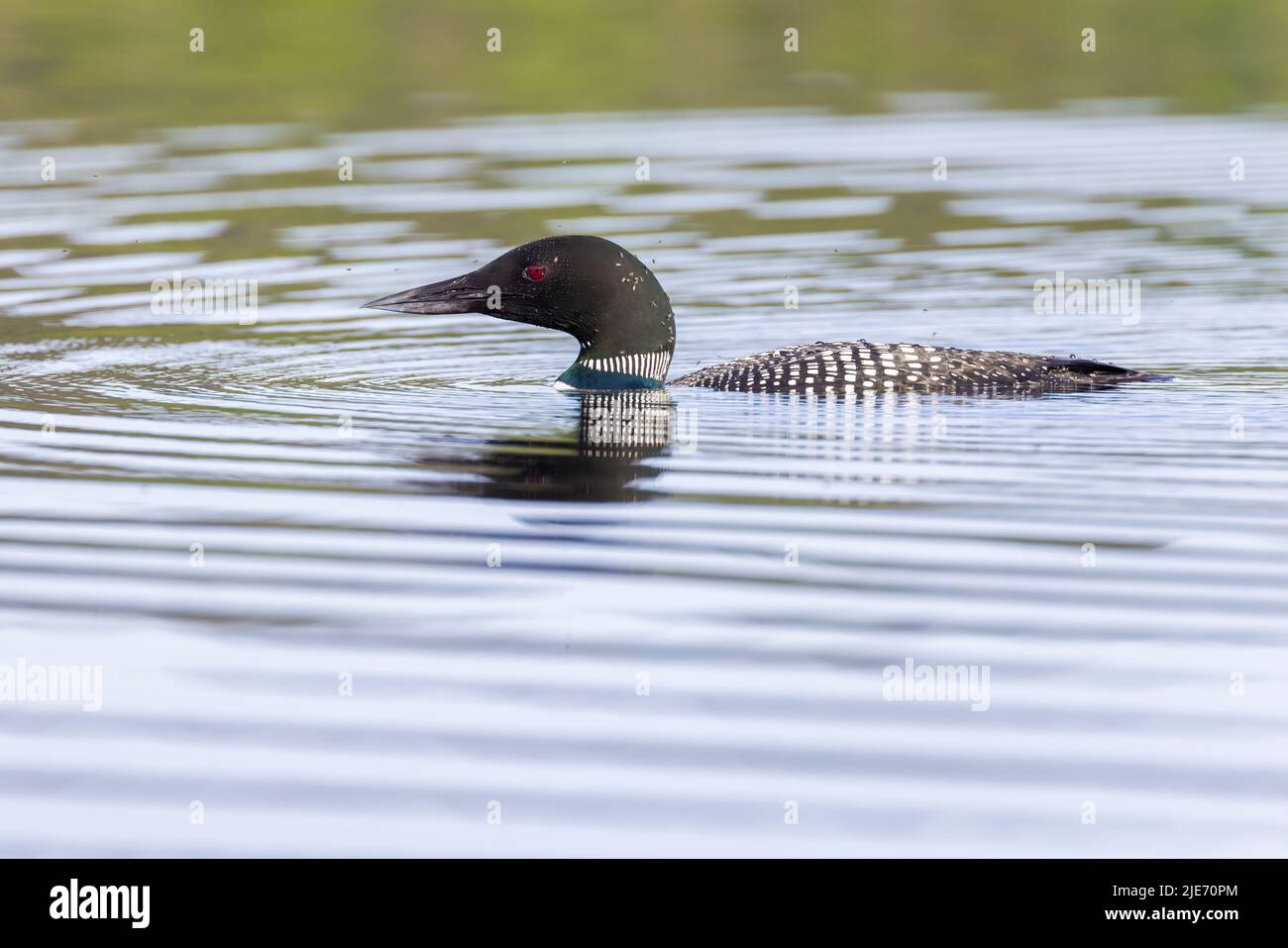 common loon or great northern diver (Gavia immer Stock Photo - Alamy