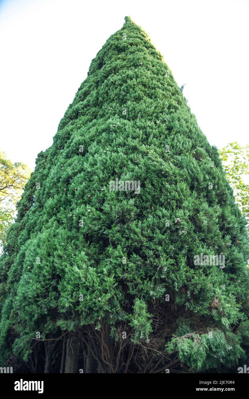 Pine tree green hi-res stock photography and images - Alamy
