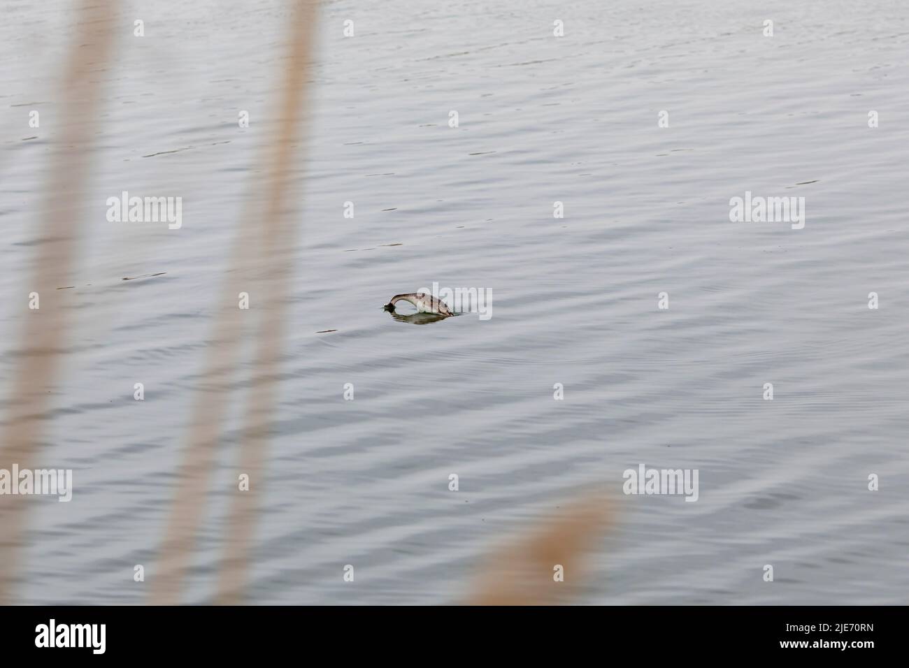 Great Cormorant diving in water Stock Photo - Alamy