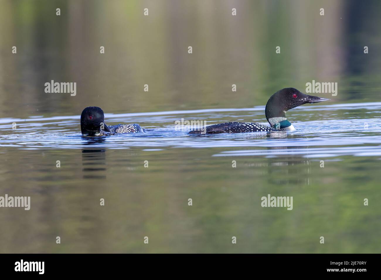 common loon or great northern diver (Gavia immer Stock Photo - Alamy