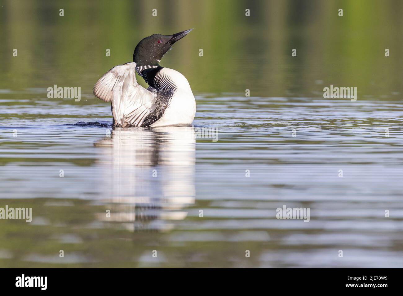 common loon or great northern diver (Gavia immer Stock Photo - Alamy