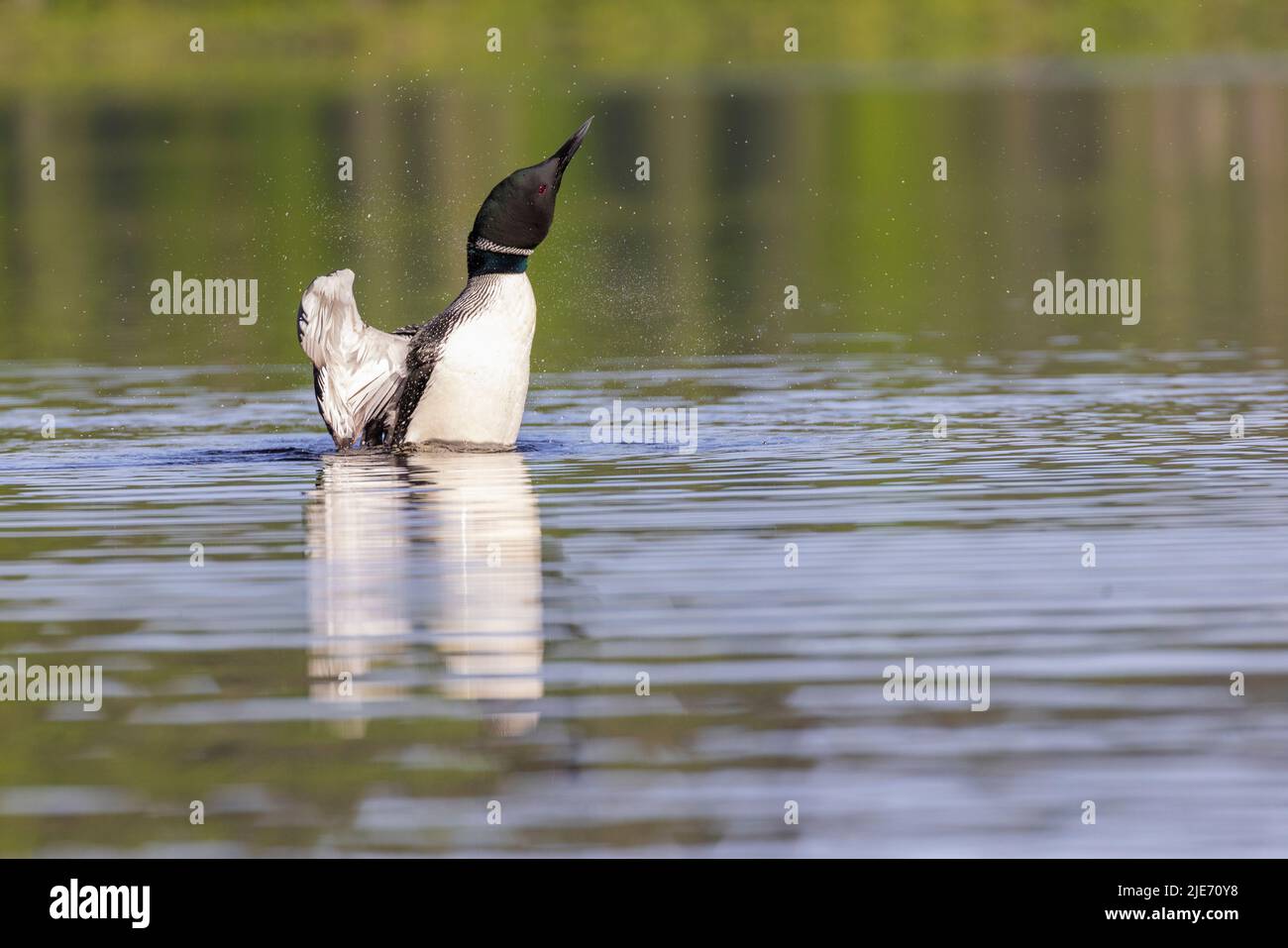 common loon or great northern diver (Gavia immer Stock Photo - Alamy