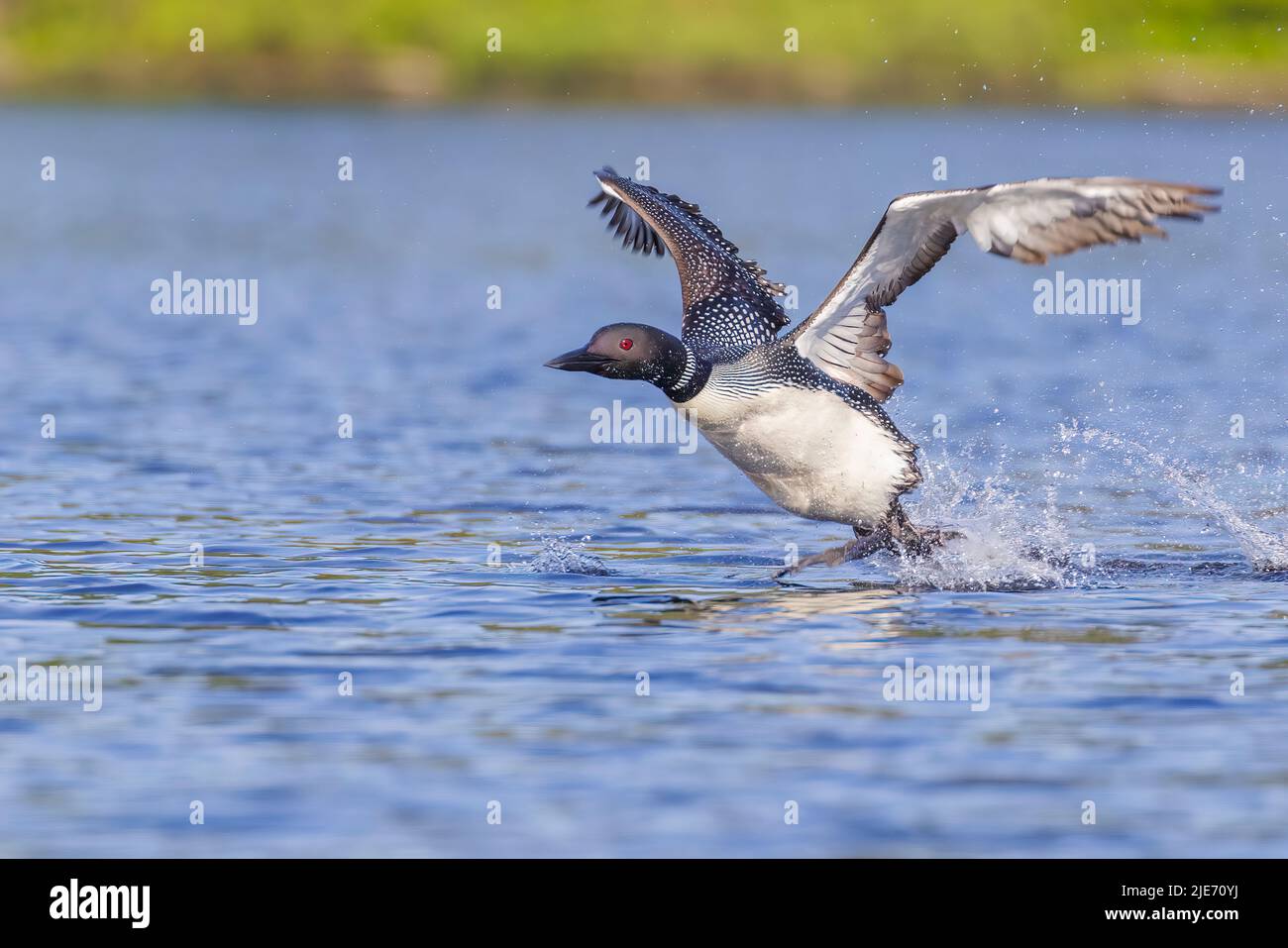 common loon or great northern diver (Gavia immer) take off Stock Photo ...