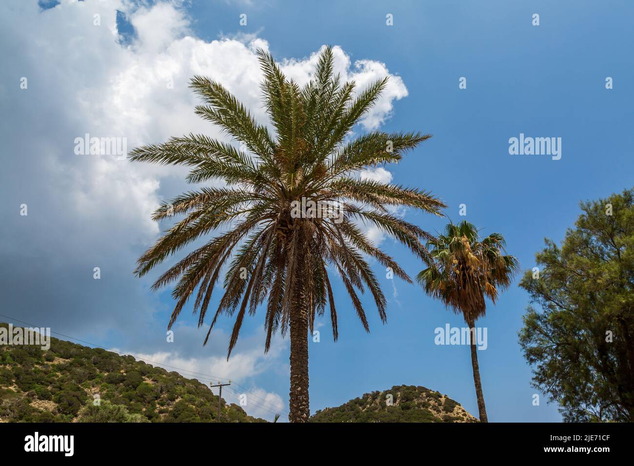 Palm tree growing horizontal trunk hi-res stock photography and images ...