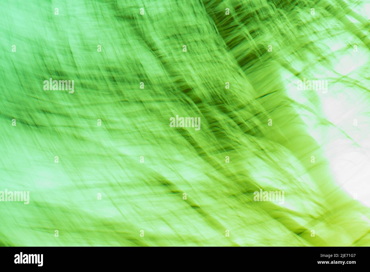 Green leaf on blurred greenery background. Blur nature green park Stock ...