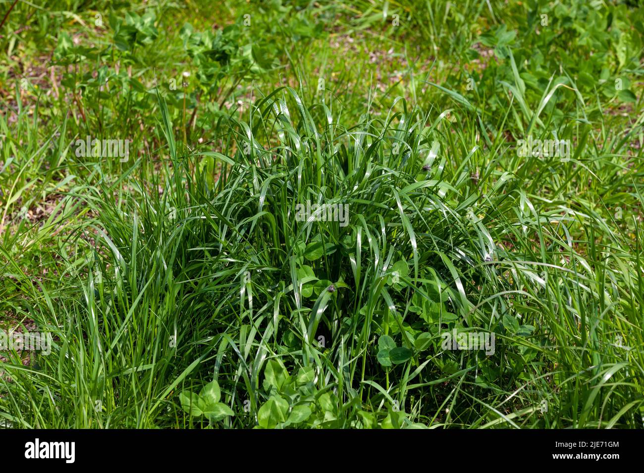green grass in the summer, simple plain grass weeds on the field in the ...