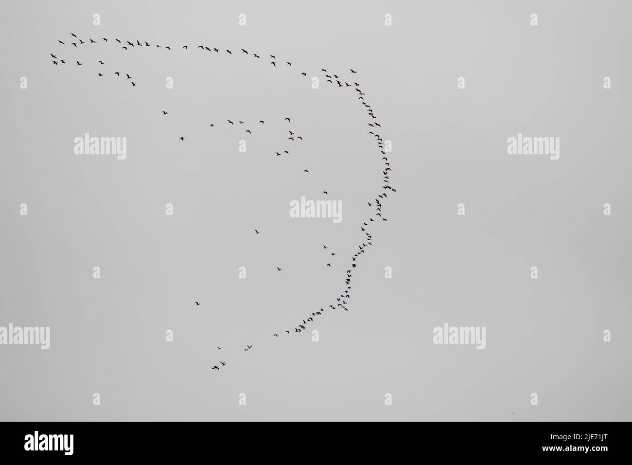 bird migration of geese on the sky Stock Photo - Alamy