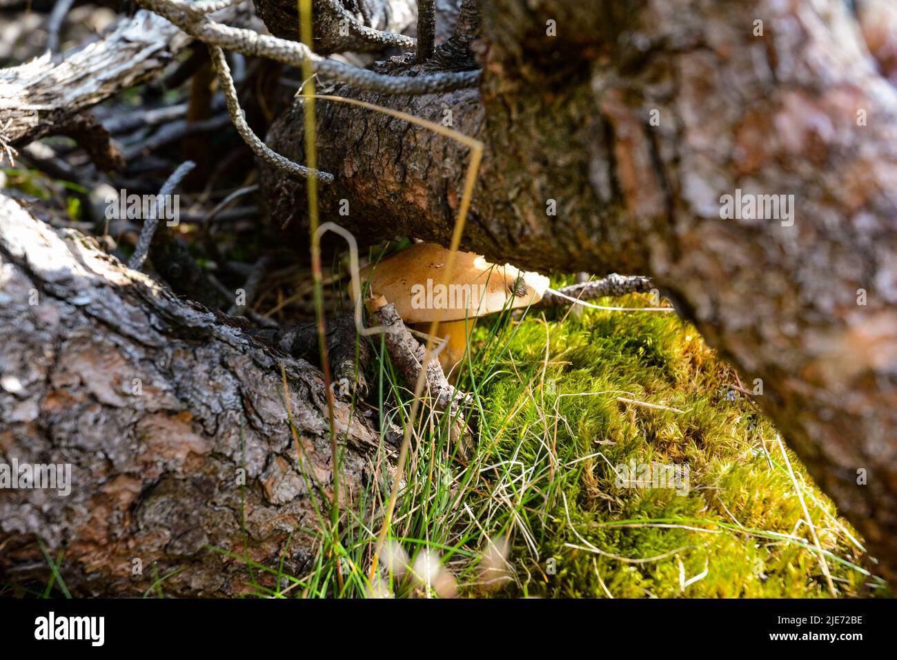 Mushroom hidden under a tree growing in woods Stock Photo - Alamy