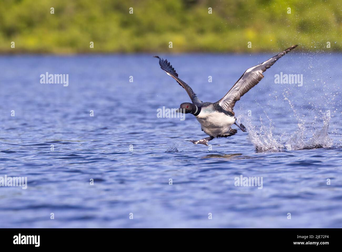 common loon or great northern diver (Gavia immer) take off Stock Photo ...