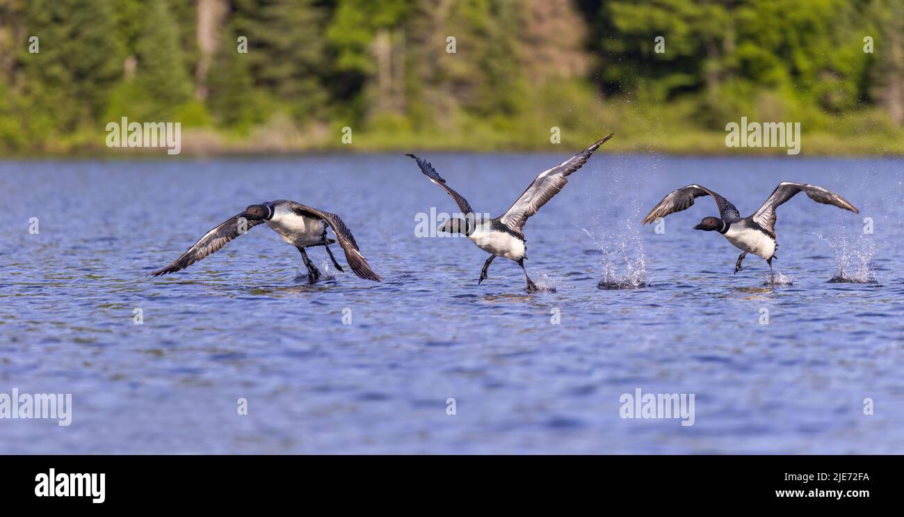 common loon or great northern diver (Gavia immer) take off Stock Photo ...