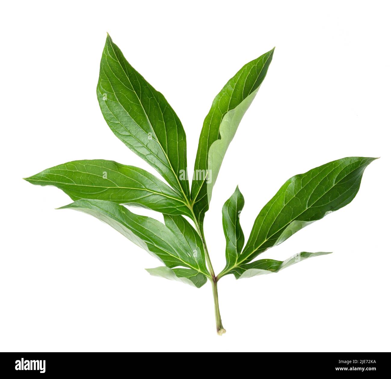 Leaf of peony flower on white background. Green leaf of peonies ...