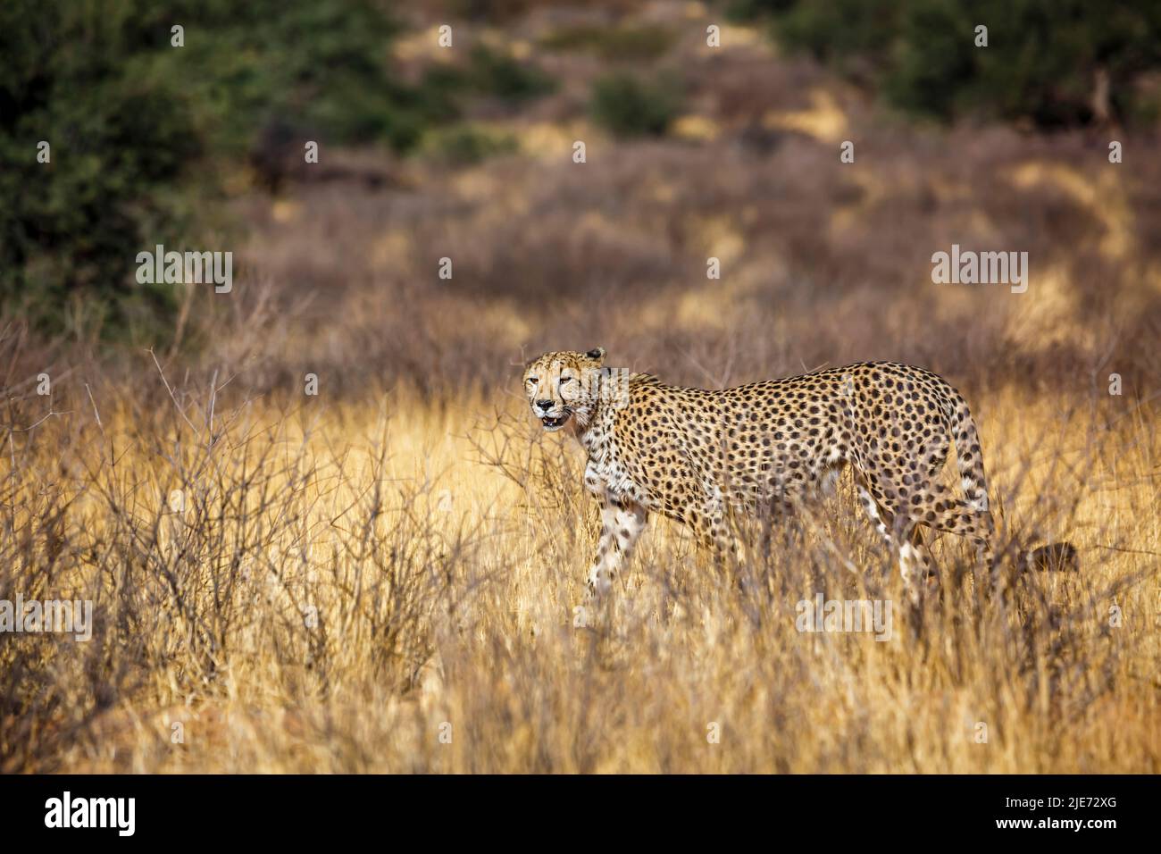 Cheetah walking in dry savannah in Kgalagadi transfrontier park, South ...