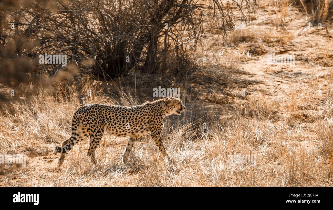 Cheetah walking backlit in dry land in Kgalagadi transfrontier park ...