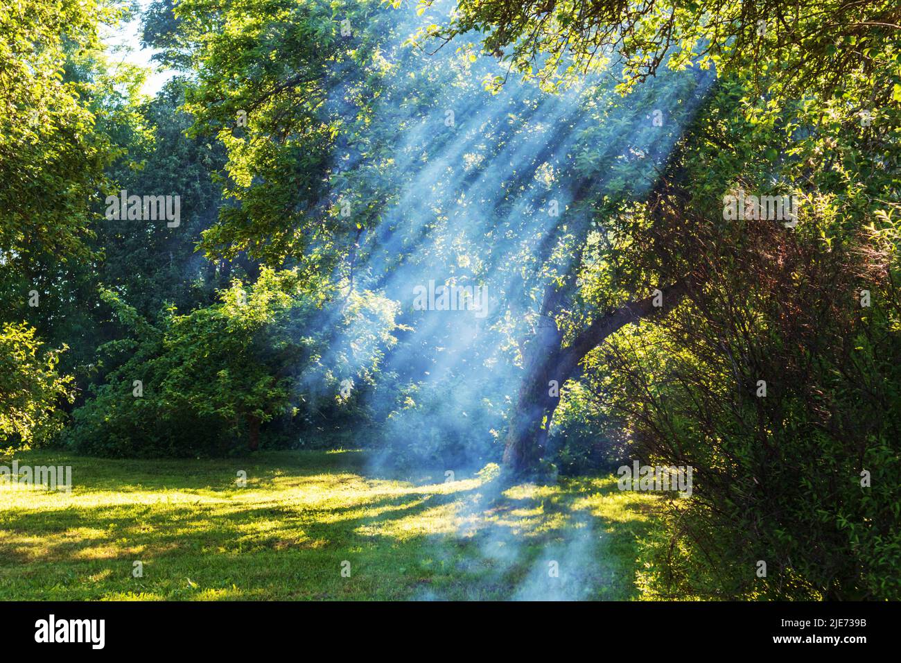sun shining through the forest Stock Photo - Alamy