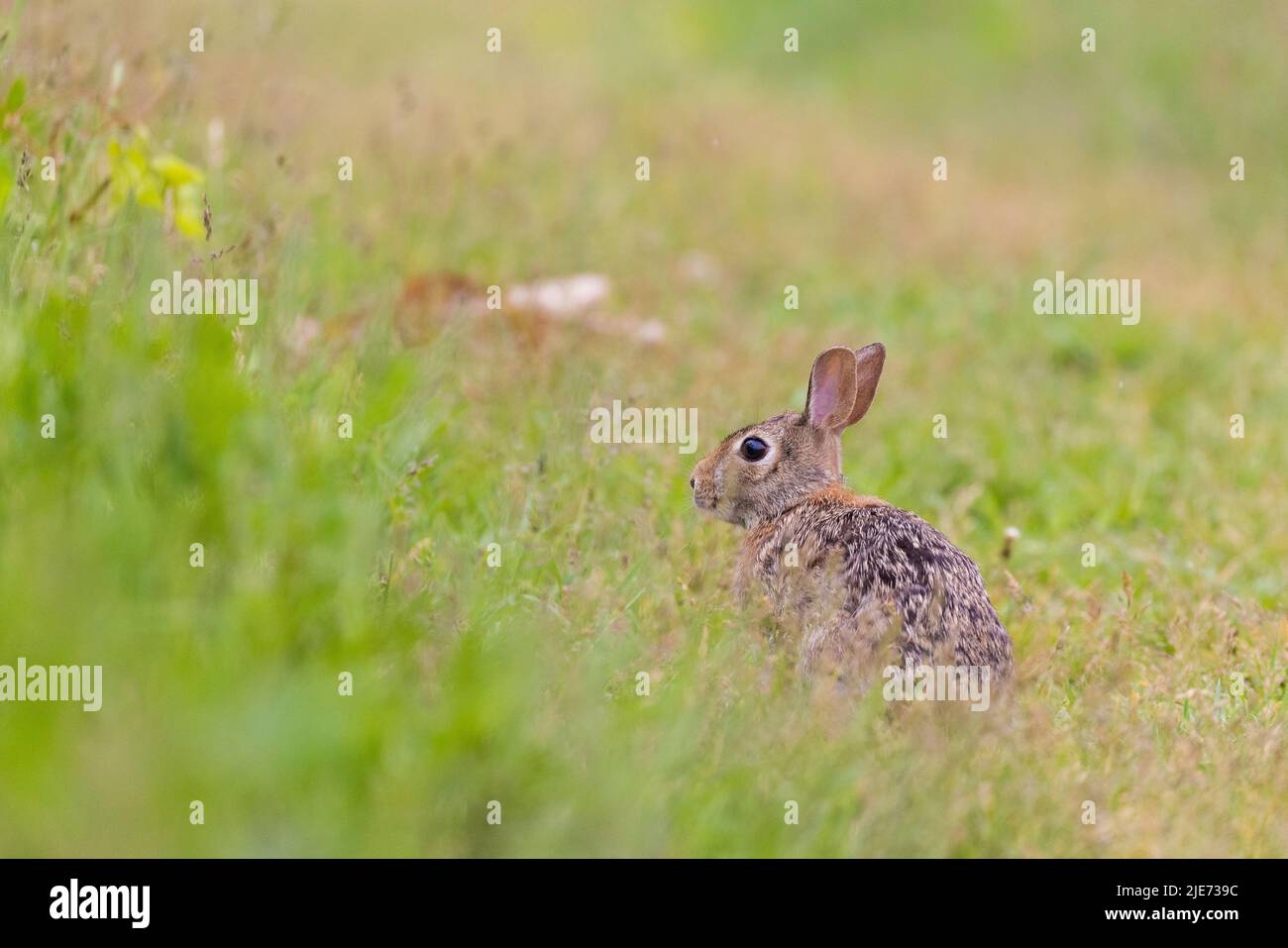 Sylvilagus floridanus garden hi-res stock photography and images - Alamy