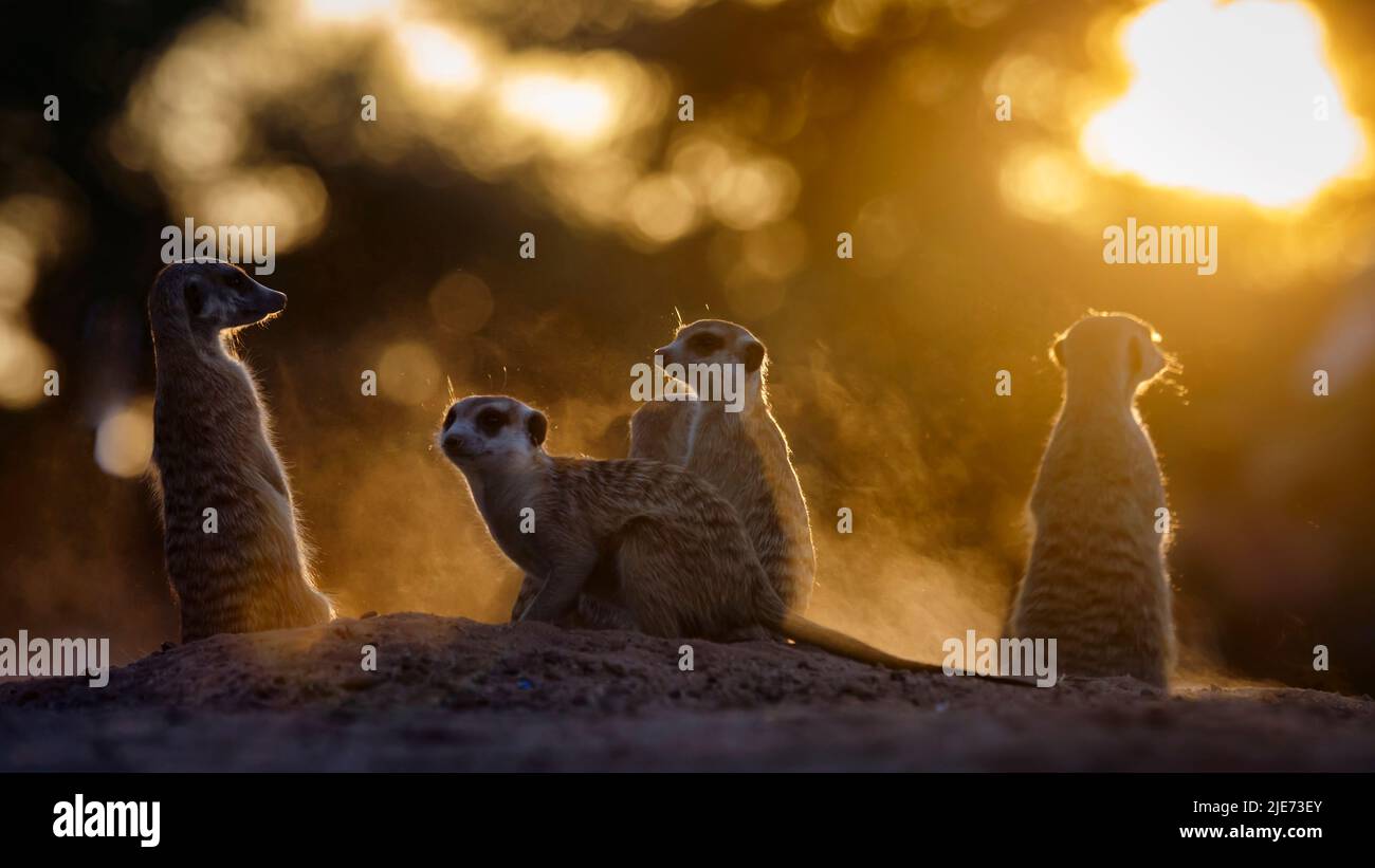 Meerkat family at sunset in dust in Kgalagadi transfrontier park, South ...