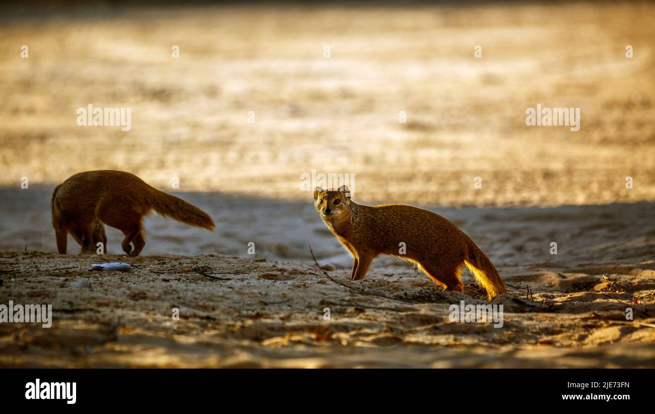 Two Yellow mongoose standing on sand in Kgalagadi transfrontier park ...