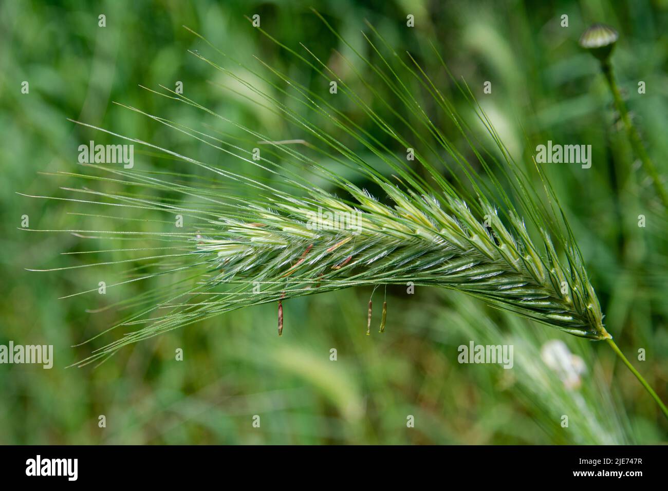 Spikelet hi-res stock photography and images - Alamy