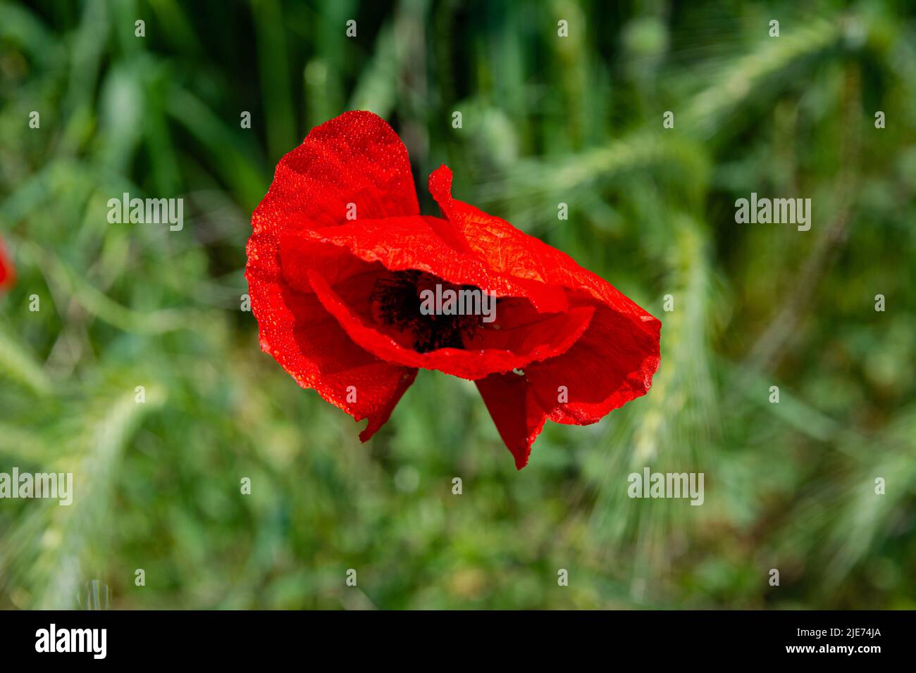 Beautiful red poppies sunset hi-res stock photography and images - Alamy