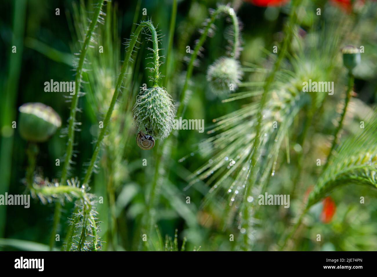 Poppy fruit hi-res stock photography and images - Alamy