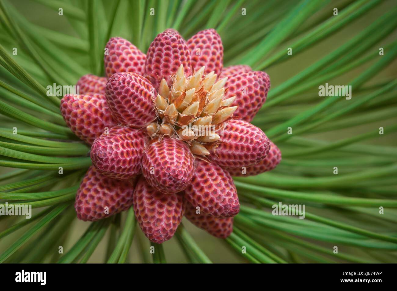 Male pine cone hi-res stock photography and images - Alamy