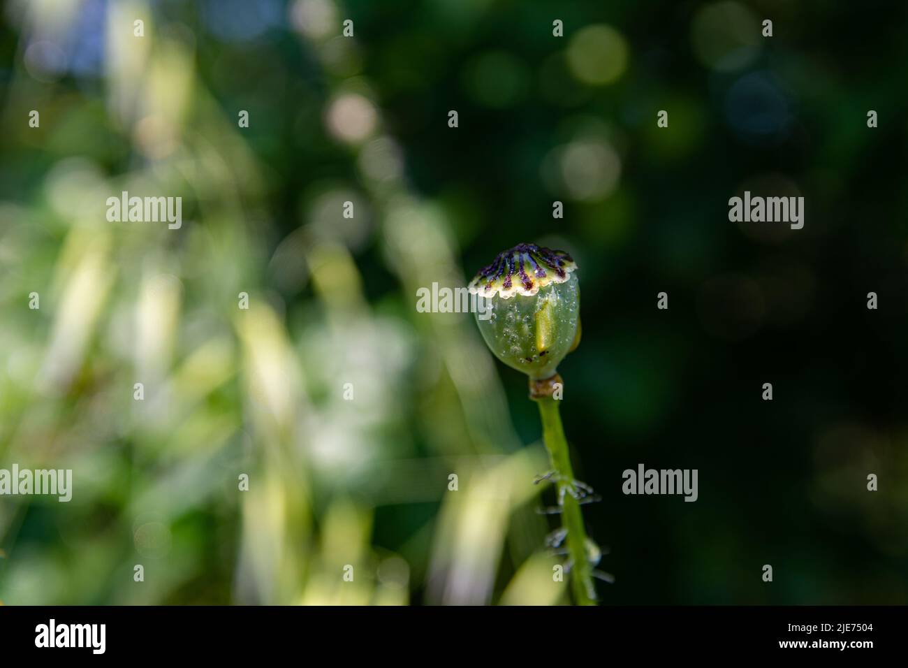 Poppy head in dew drops. Wild poppy fruit in water droplets against the ...