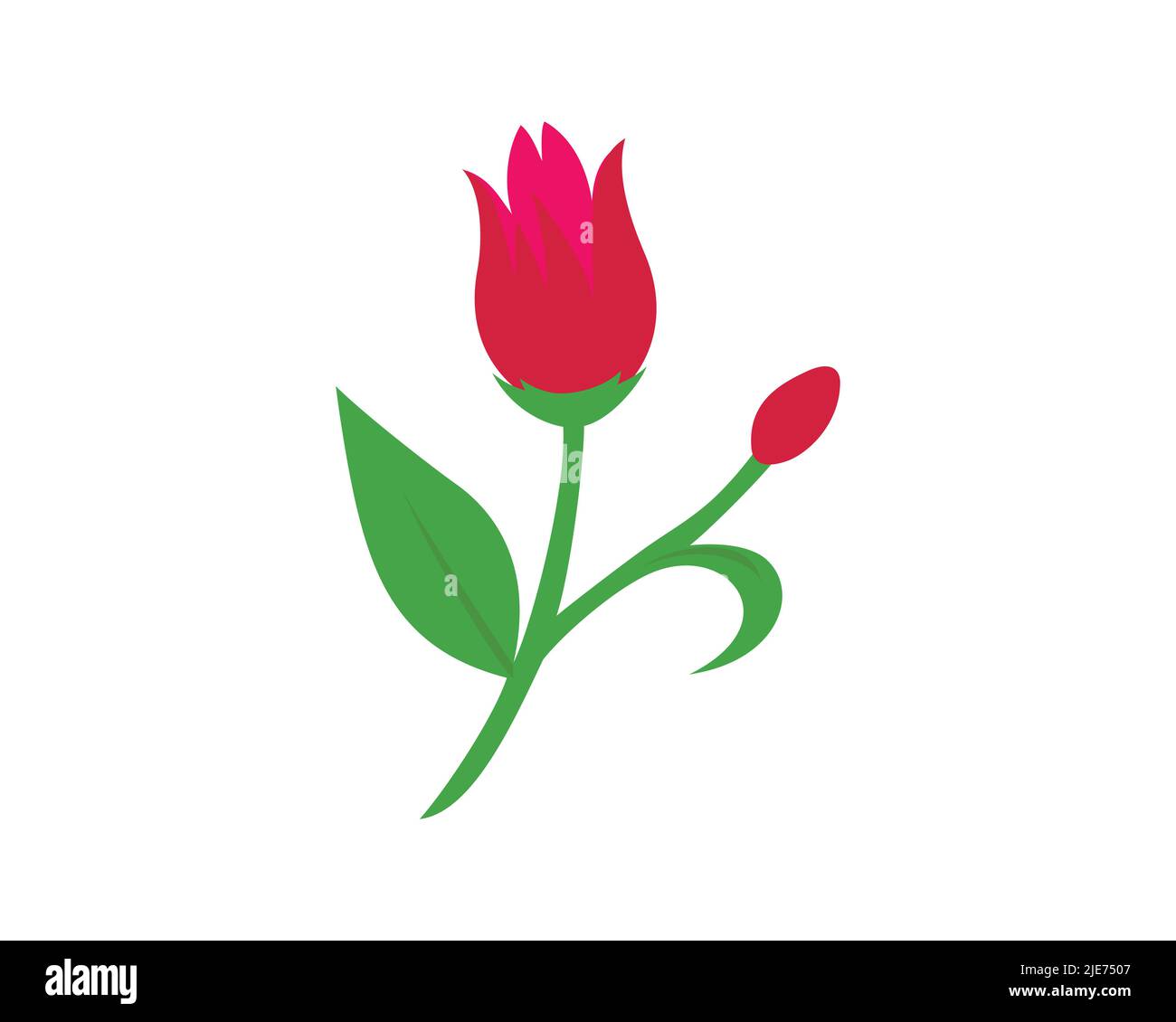 Beautiful tulip flower Cut Out Stock Images & Pictures - Alamy