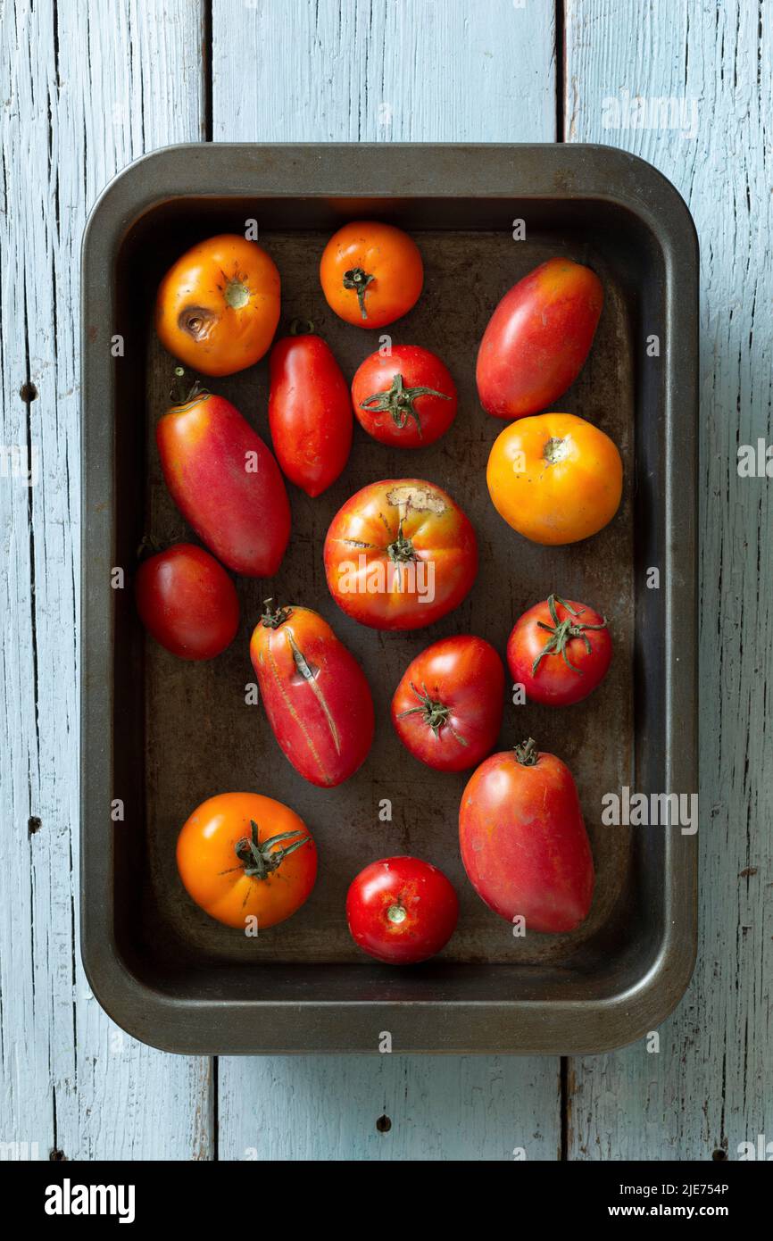 Ugly tomatoes in in an iron tray on a light wooden table, top view ...
