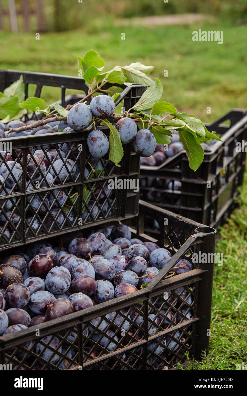 Group procurement hi-res stock photography and images - Alamy