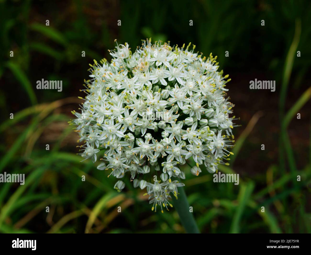 Garlic flower stalk hi-res stock photography and images - Alamy