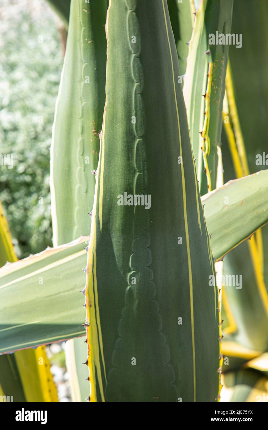 Giant aloe tree hi-res stock photography and images - Alamy