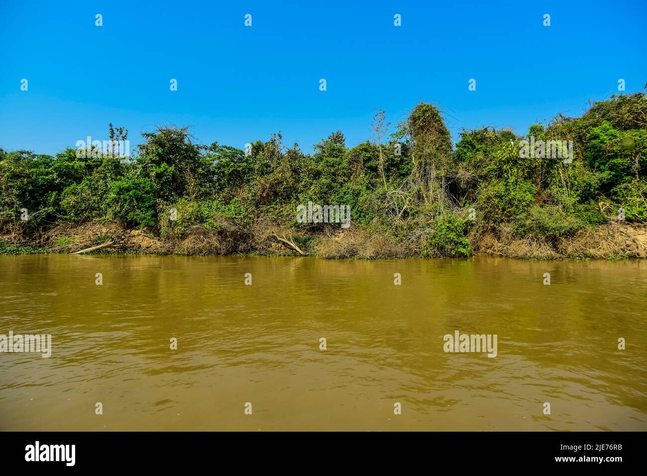 Cuiabá river landscape, Pantanal Forest , Mato grosso, Brazil Stock ...