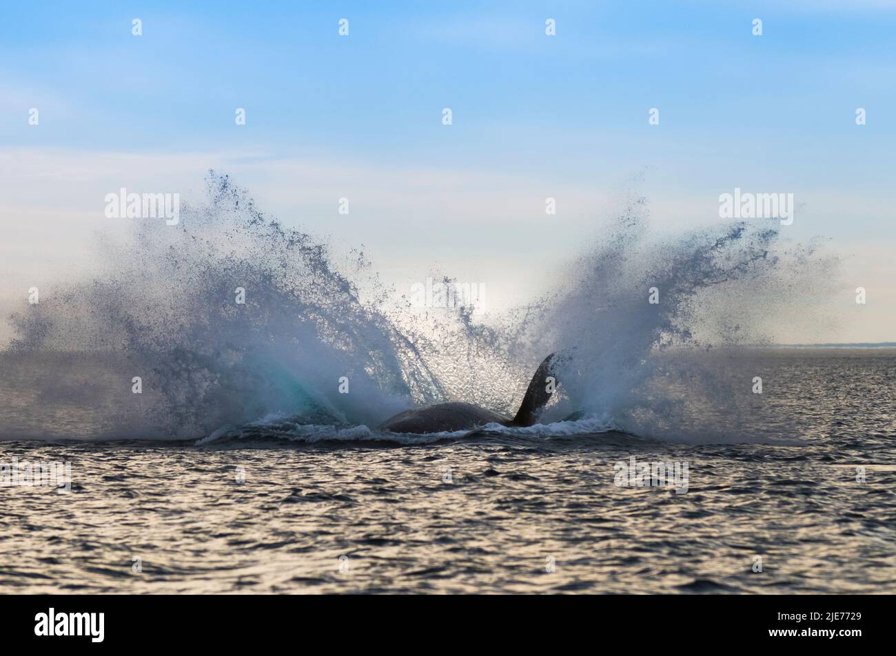 Right Whale jumping , Eubalaena Autralis, Glacialis, Patagonia ...